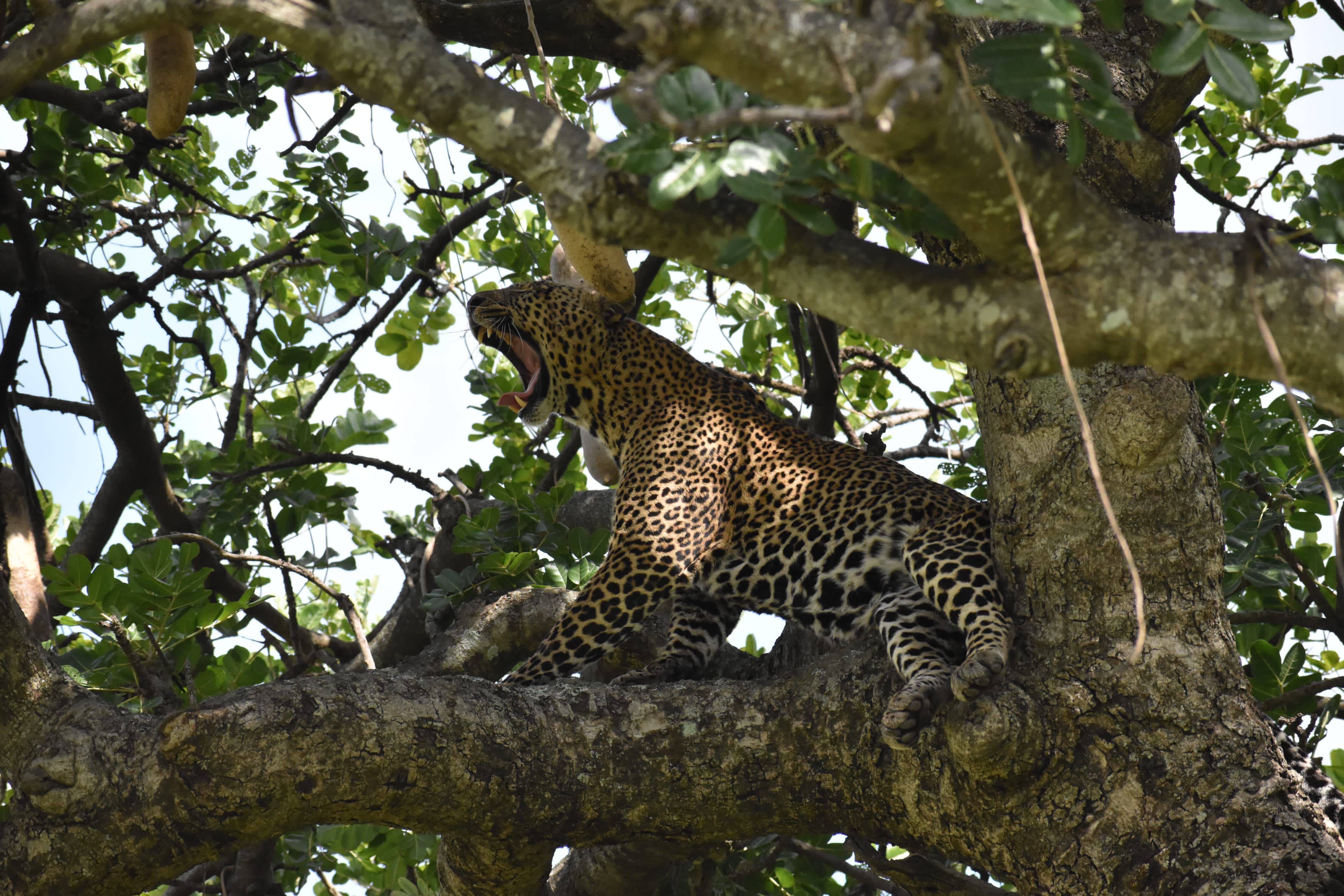 SafRun Expeditions | Running Camps & Safari Adventures in Kenya